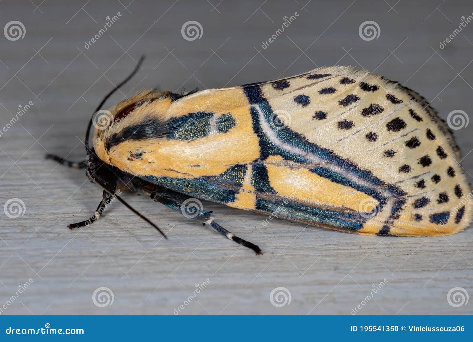 Hieroglyphic Moth stock photo. Image of background, cerrado - 195541350