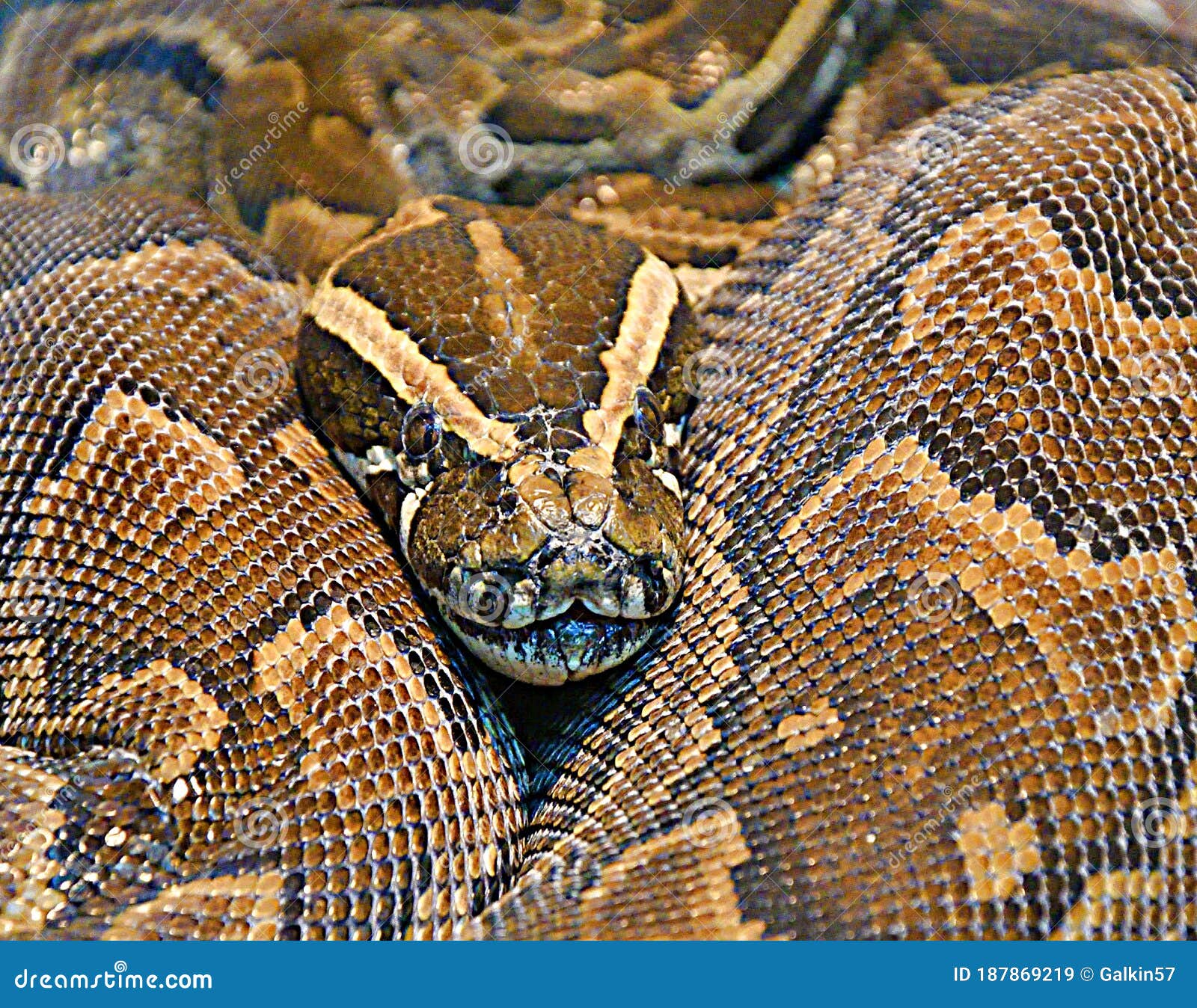 Hieroglyphic Python, or Rock Python Lat. Python Sebae Stock Image ...