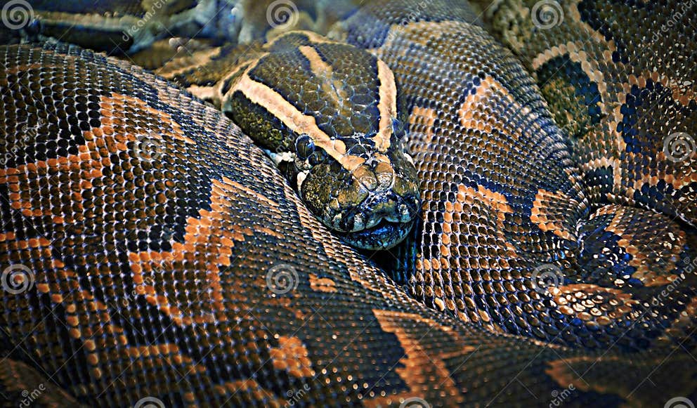 Hieroglyphic Python, or Rock Python Lat. Python Sebae Stock Image ...