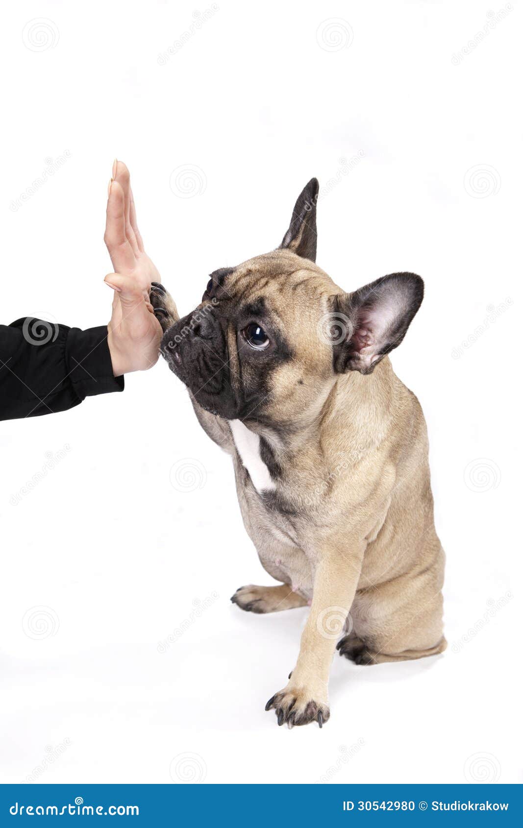 Hig five! stock photo. Image of studio, idea, shot, animal - 30542980
