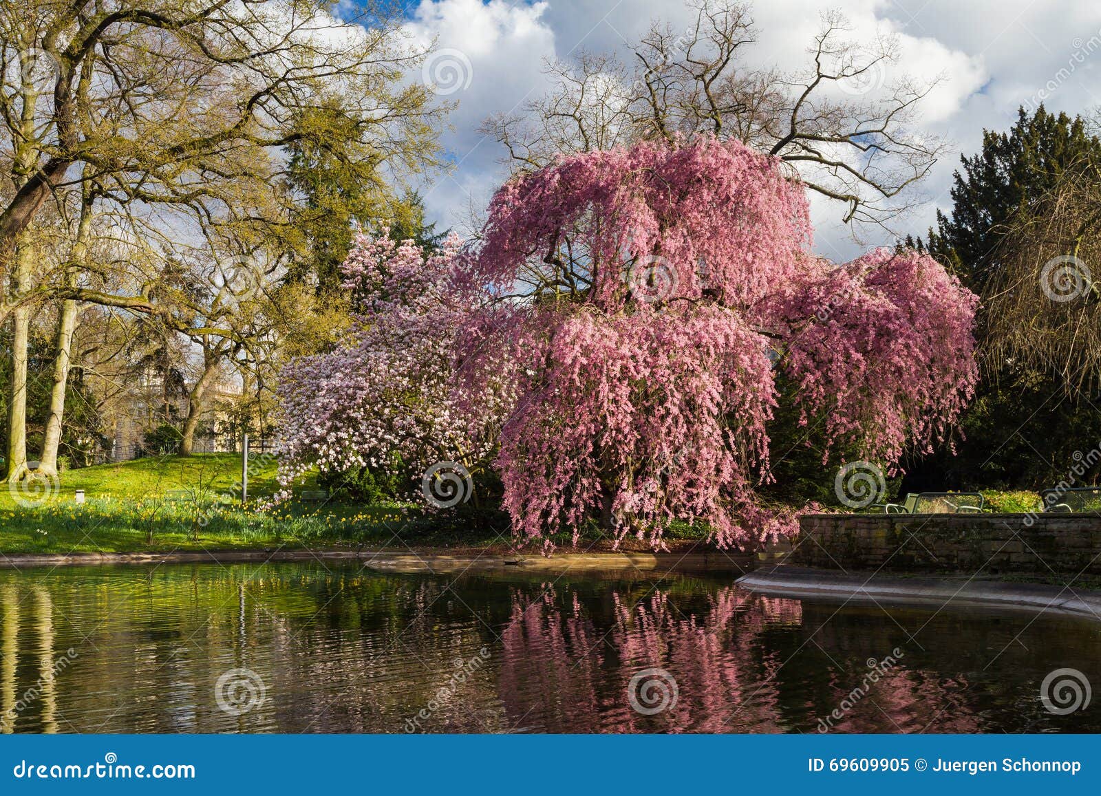 Higan cherry tree blossom stock image. Image of blooming - 69609905
