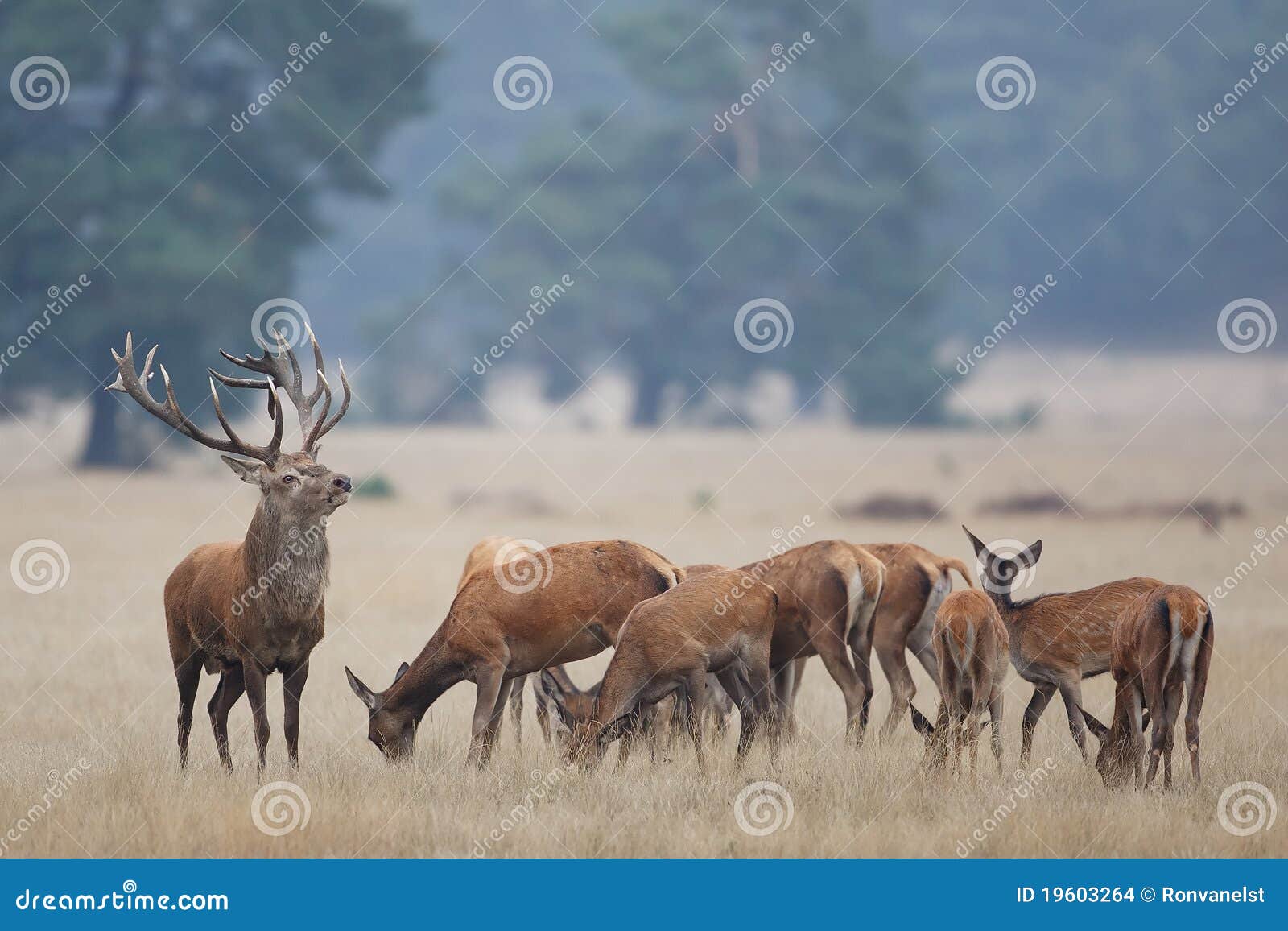 High alert stock photo. Image of wallpaper, showoff, wild - 19603264