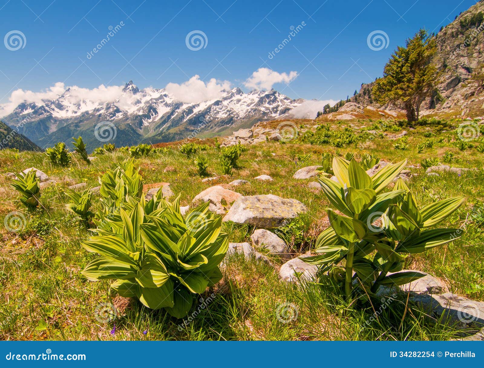 High Alpine Meadow and Plants Stock Photo - Image of summertime ...