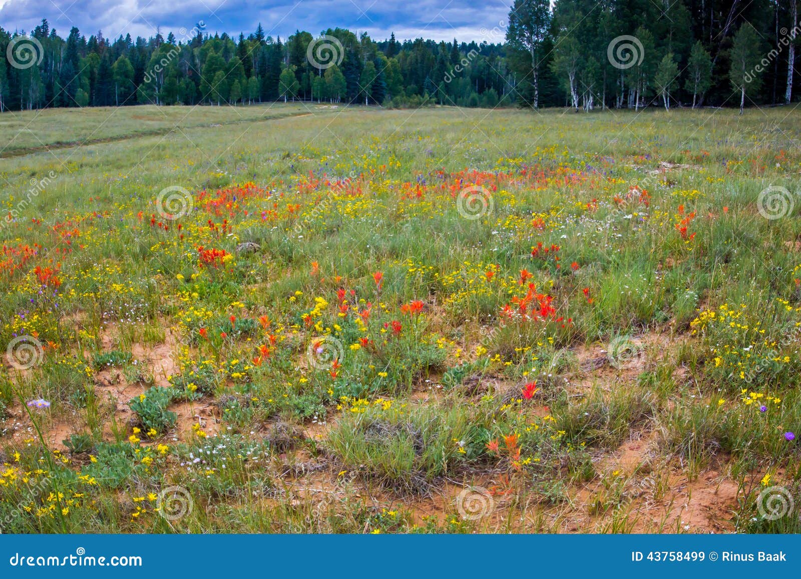 High Alpine Wild Flowers stock image. Image of national - 43758499