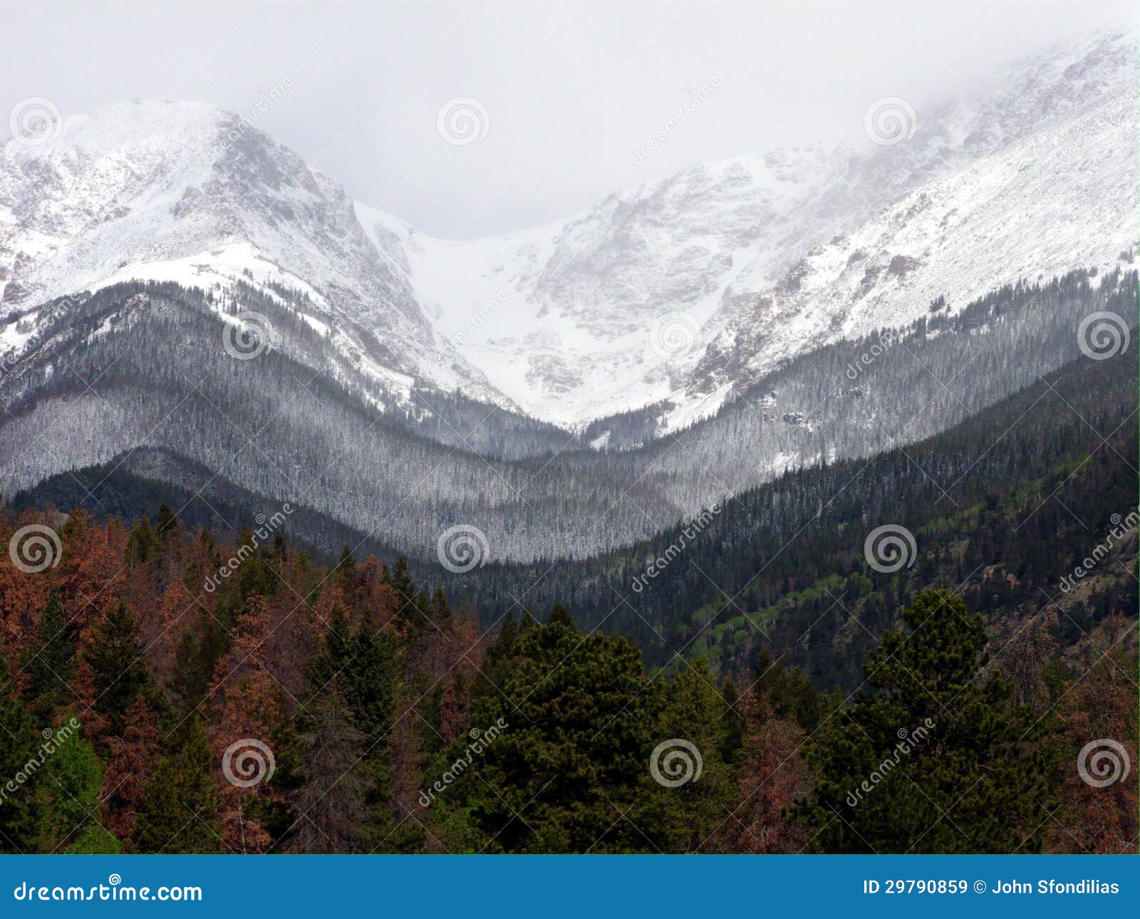 The Tree Line stock image. Image of colorado, line, tree - 29790859