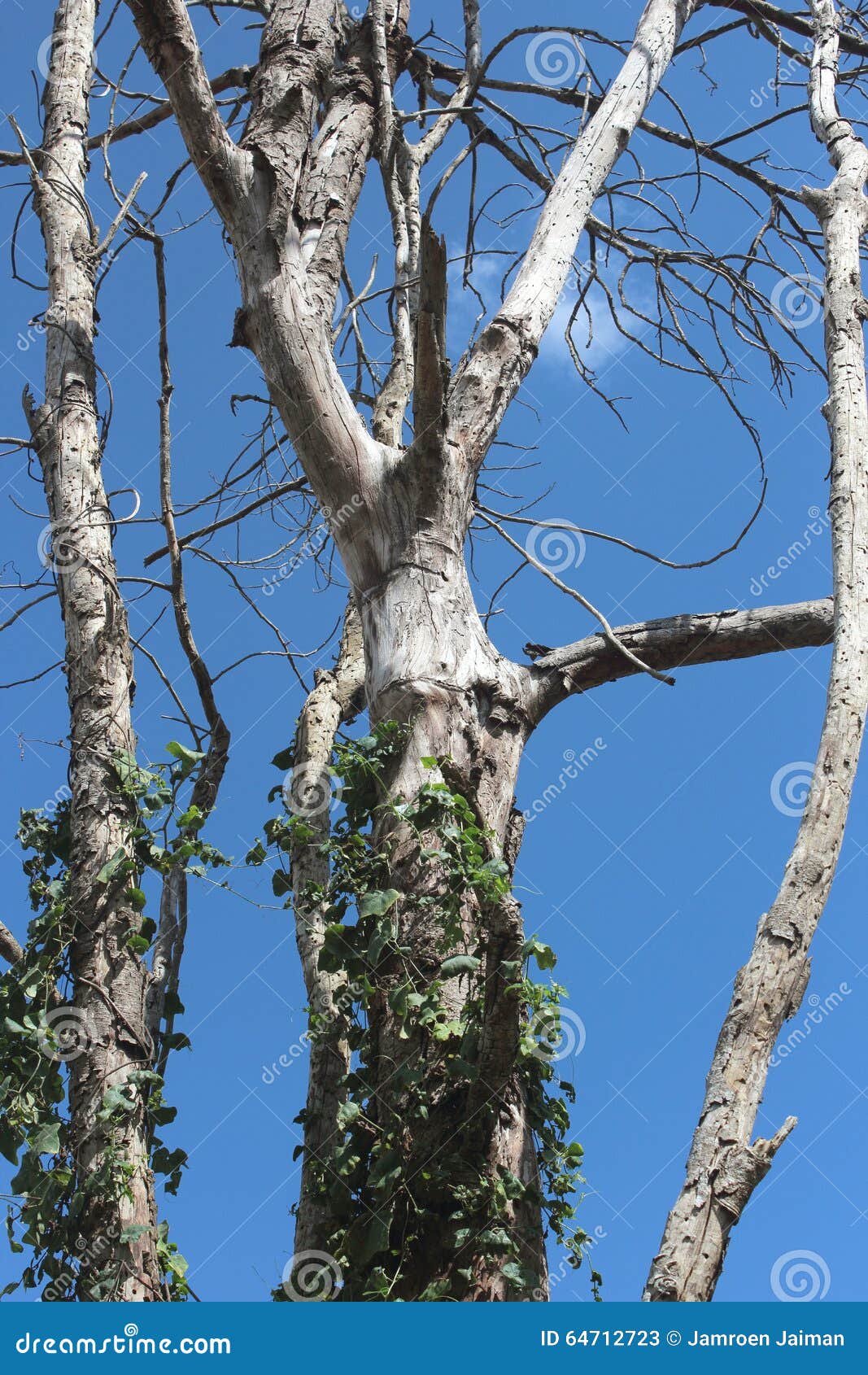 High Altitude Dead Tree Under Blue Sky Stock Image - Image of clouds ...