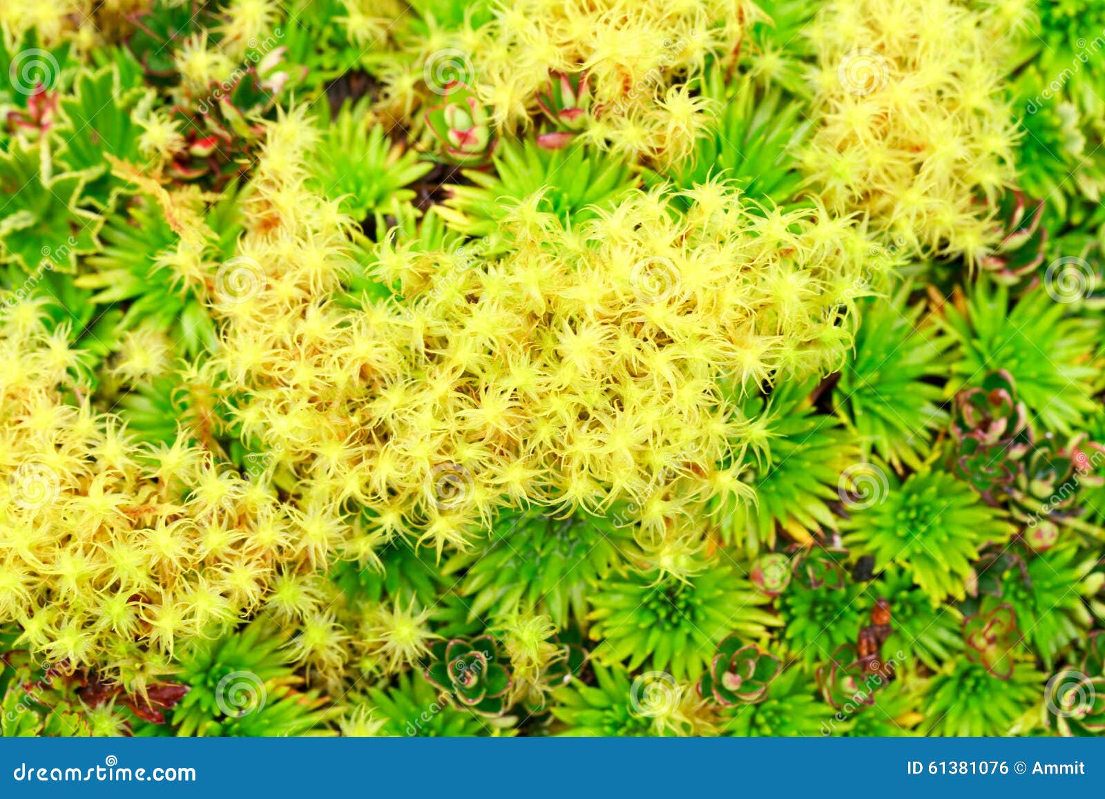 High Altitude Moss stock photo. Image of detail, natural - 61381076