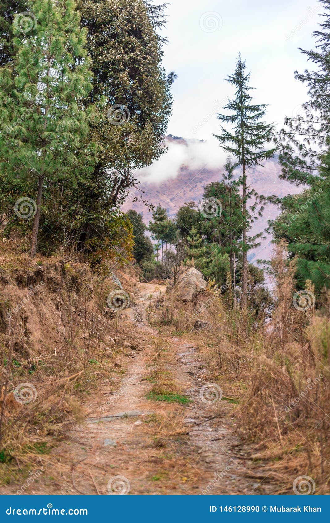 High Altitude Road in Himalayas Surrounded by Deodar Tree Stock Photo ...