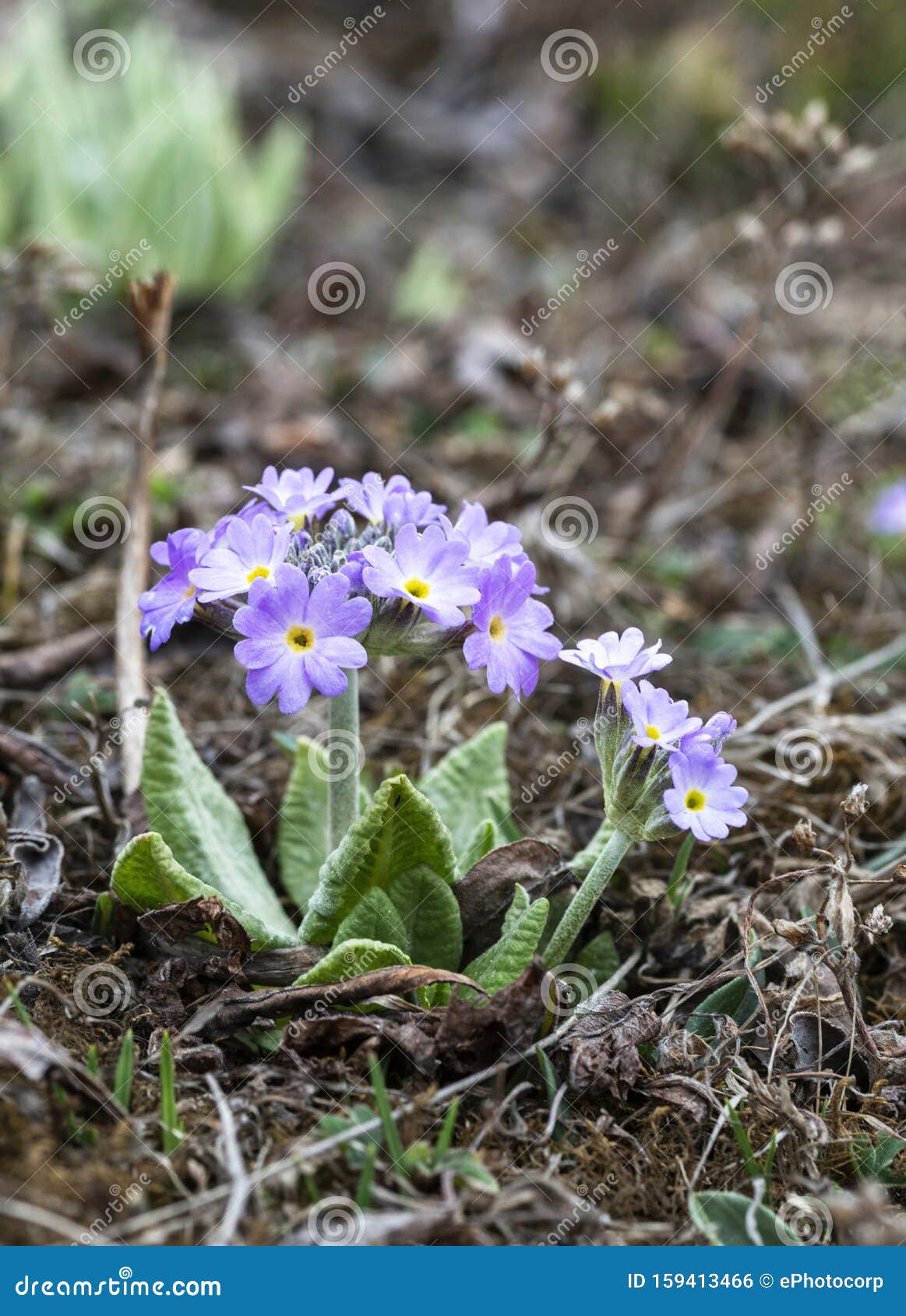 High Altutide Flowers, Zero Point, Sikkim, India Stock Photo - Image of ...