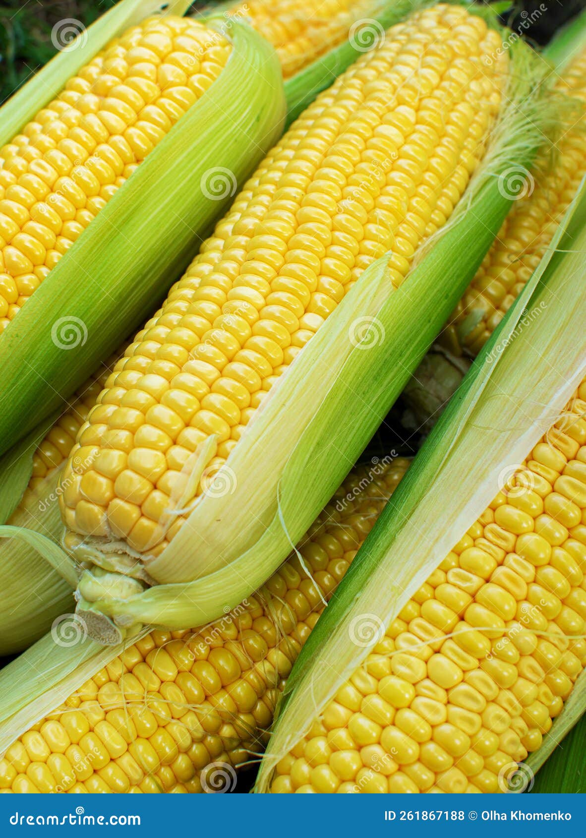 High Angel View of Freshly Harvested Ears of Corn Stock Photo - Image ...