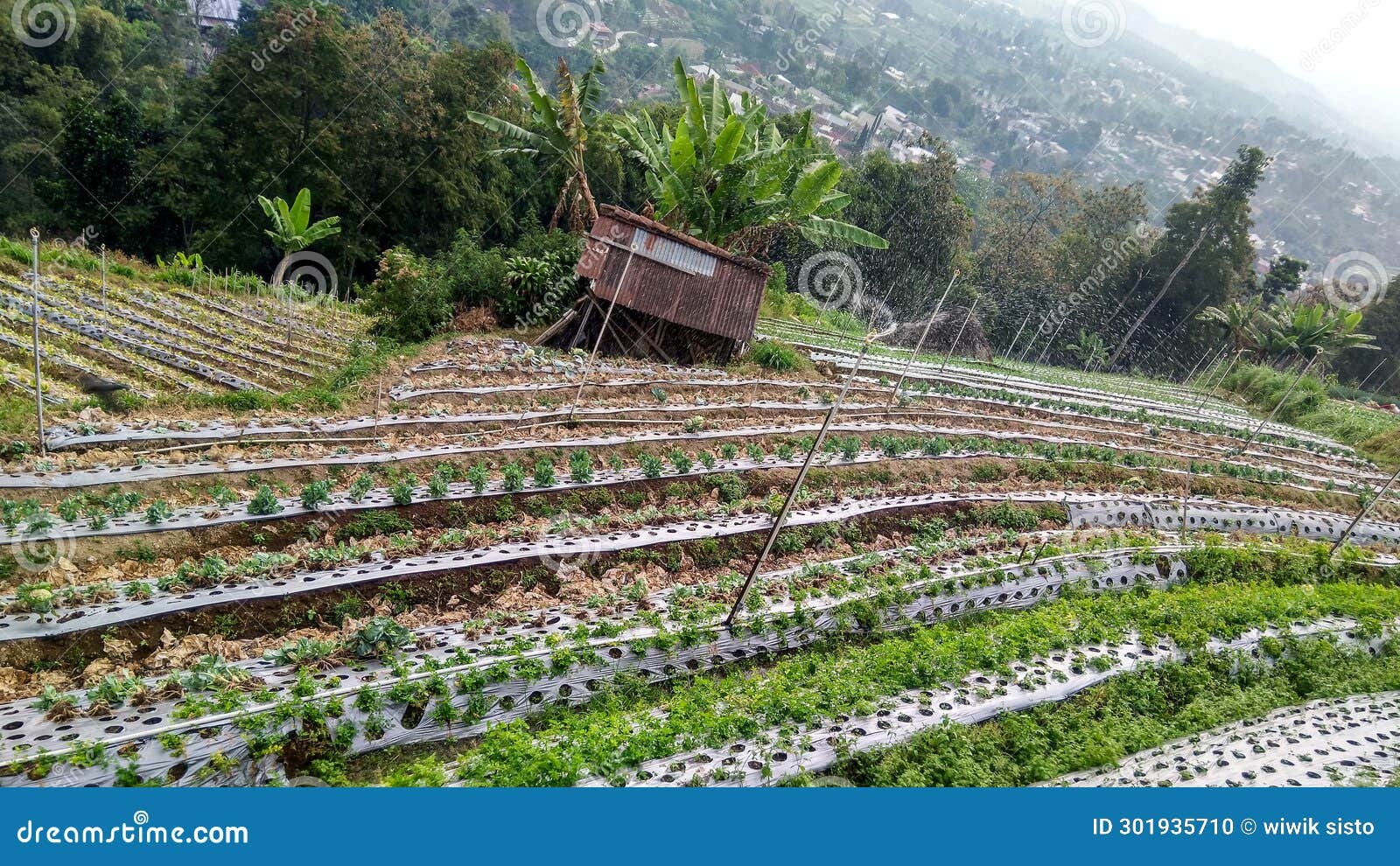 Landscape of Vegetable Farming Fields on Mountain Slopes Stock Photo ...