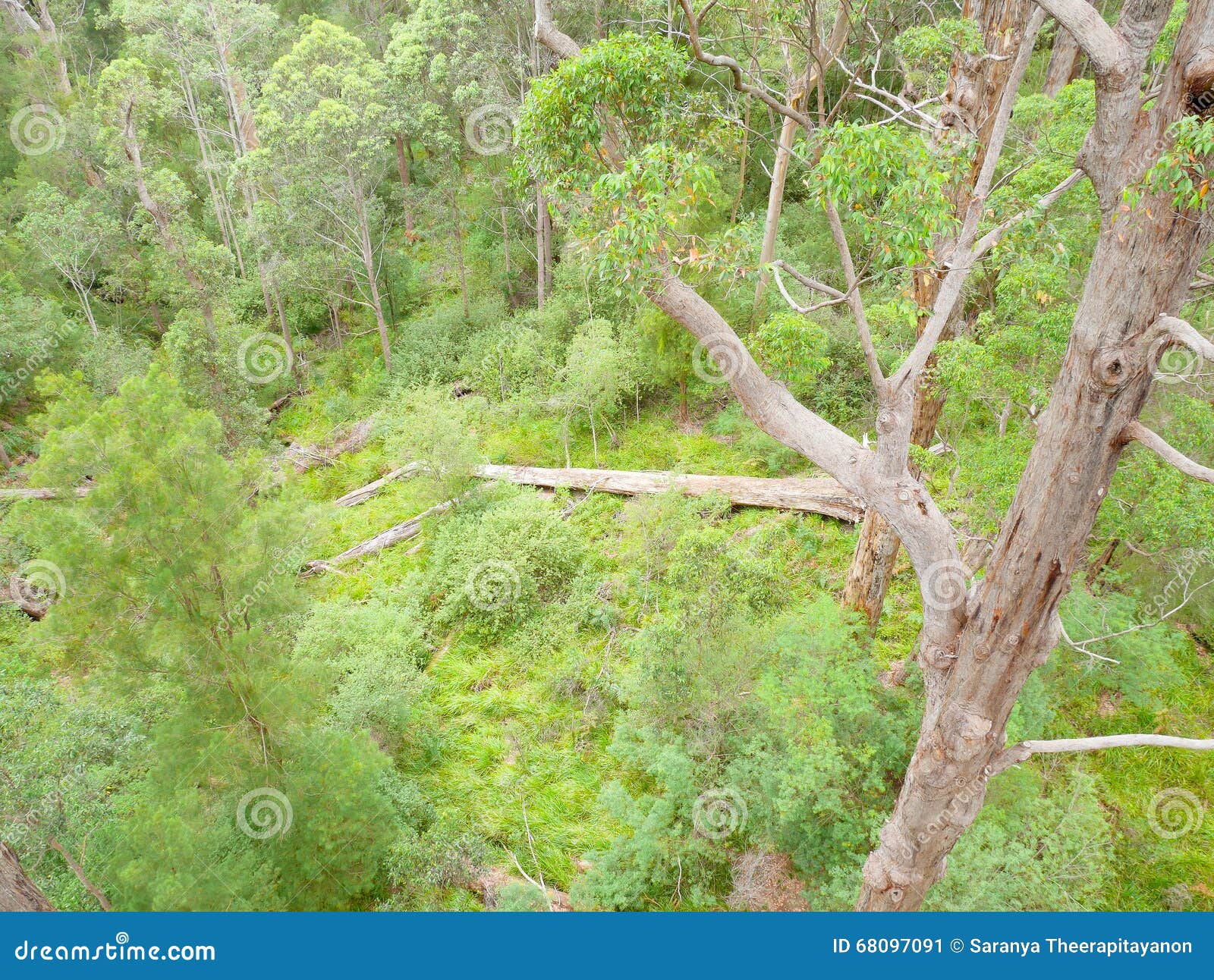 High angle of the bush stock image. Image of foliage - 68097091