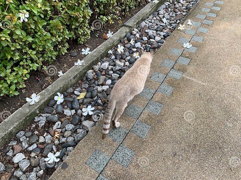 The High Angle of the Cat is Walking on the Stone Floor Stock Image ...