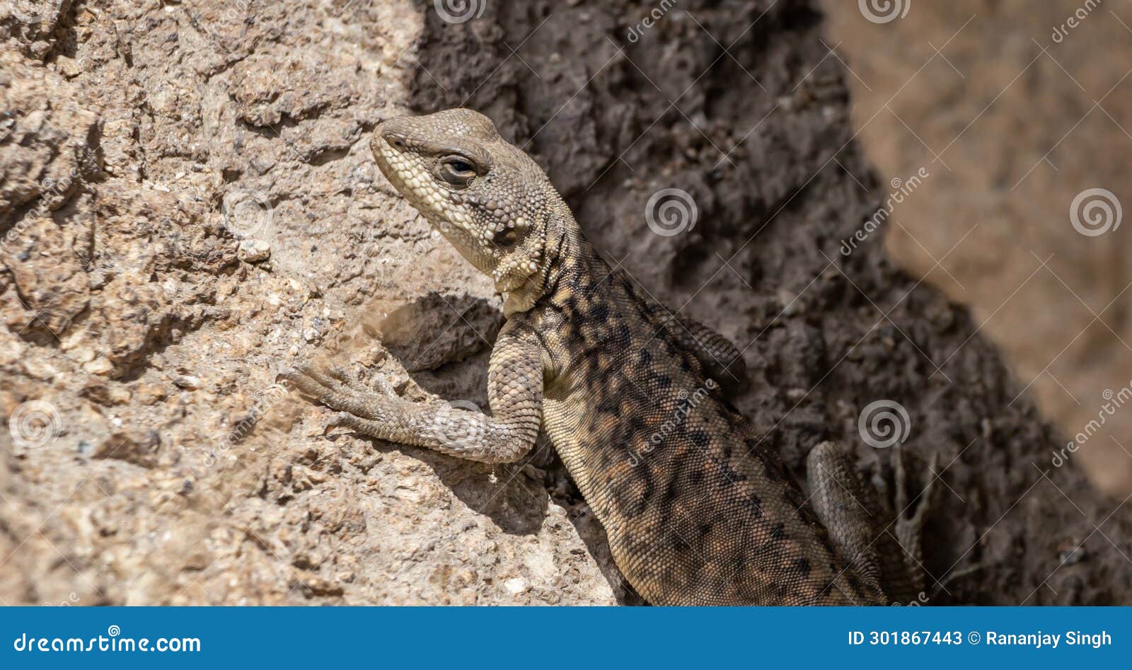 High Angle Close-up Shot of a Himalayan Agama, Looking Like a Lizard Stock Image - Image of ...
