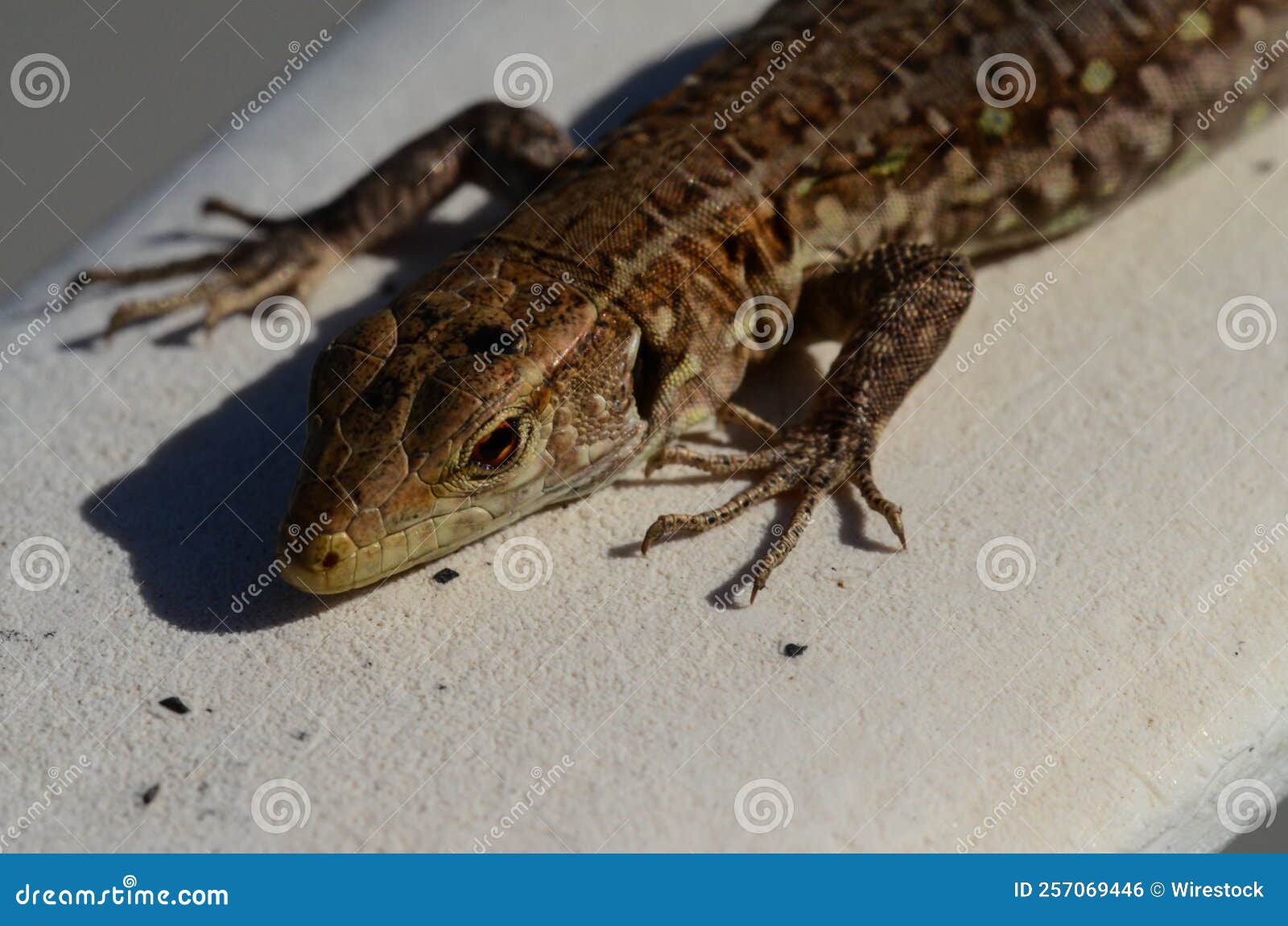 High-angle Close-up View of a Common Lizard Over the White Surface ...