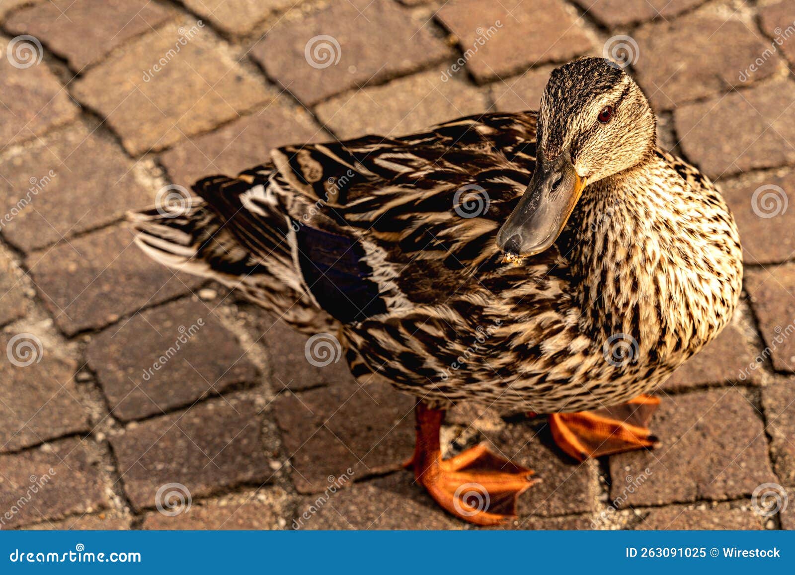 High-angle Closeup of a Duck with Beautiful Patterns on Feathers Stock ...