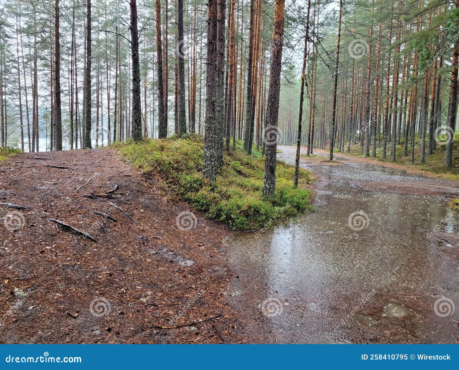 High-angle Closeup of a Forest View while Raining with Trees and Ground ...