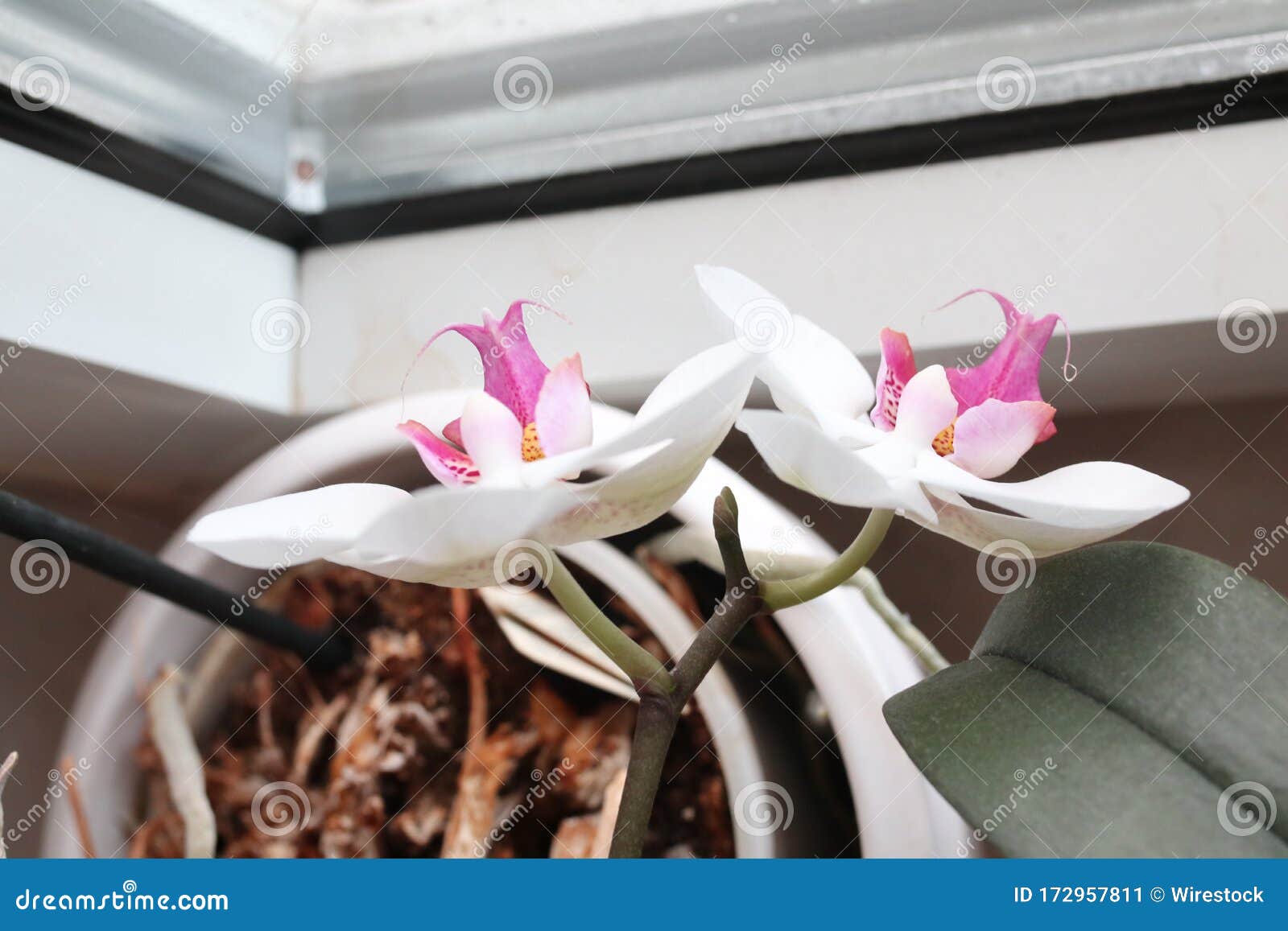 High Angle Closeup of a Moth Orchid in a Pot Near a Window Under the ...