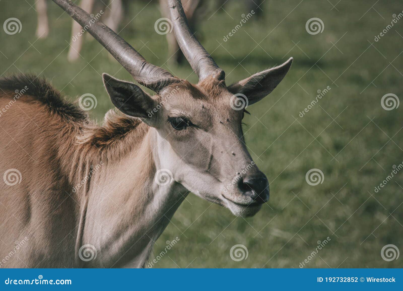 4,443 Cute Antelope Photos - Free & Royalty-Free Stock Photos from ...