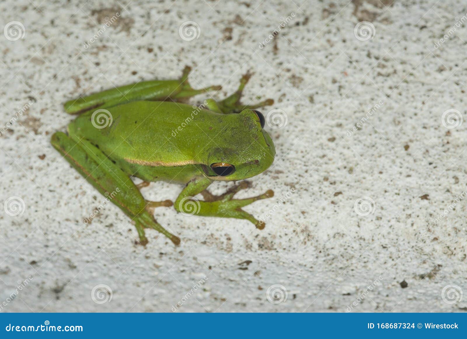 High Angle Closeup Shot of a Cute Green Frog Sitting on the Ground ...