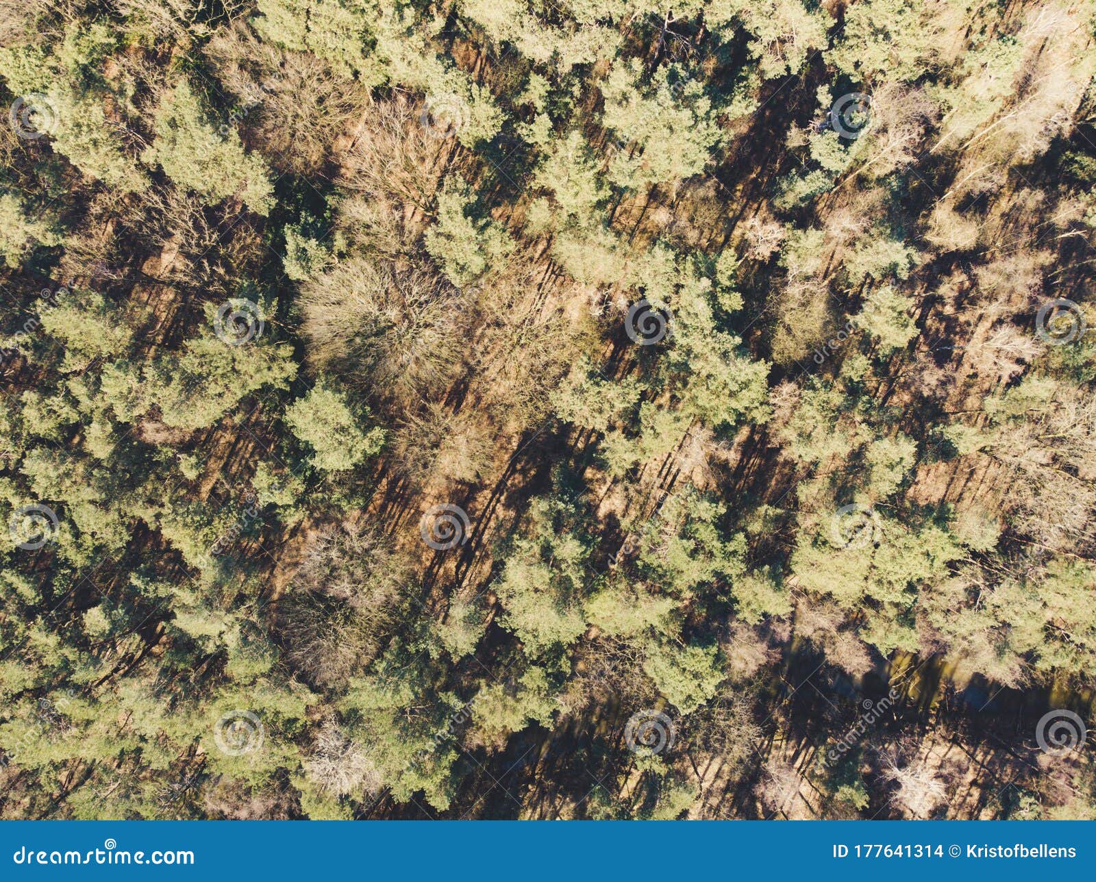 High Angle and Drone Point, Shot Straight Down, of View of a Forest ...