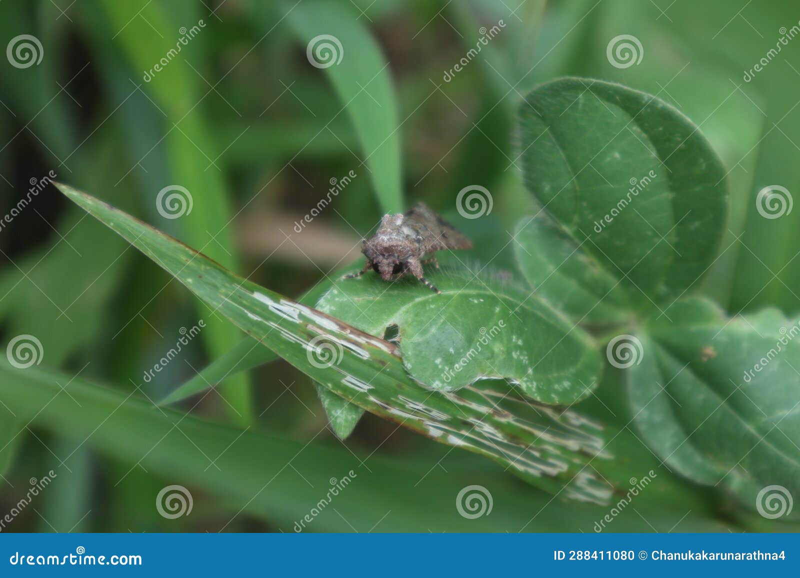 High Angle Front of a Cabbage Looper (Trichoplusia Ni) Moth, Sitting on ...