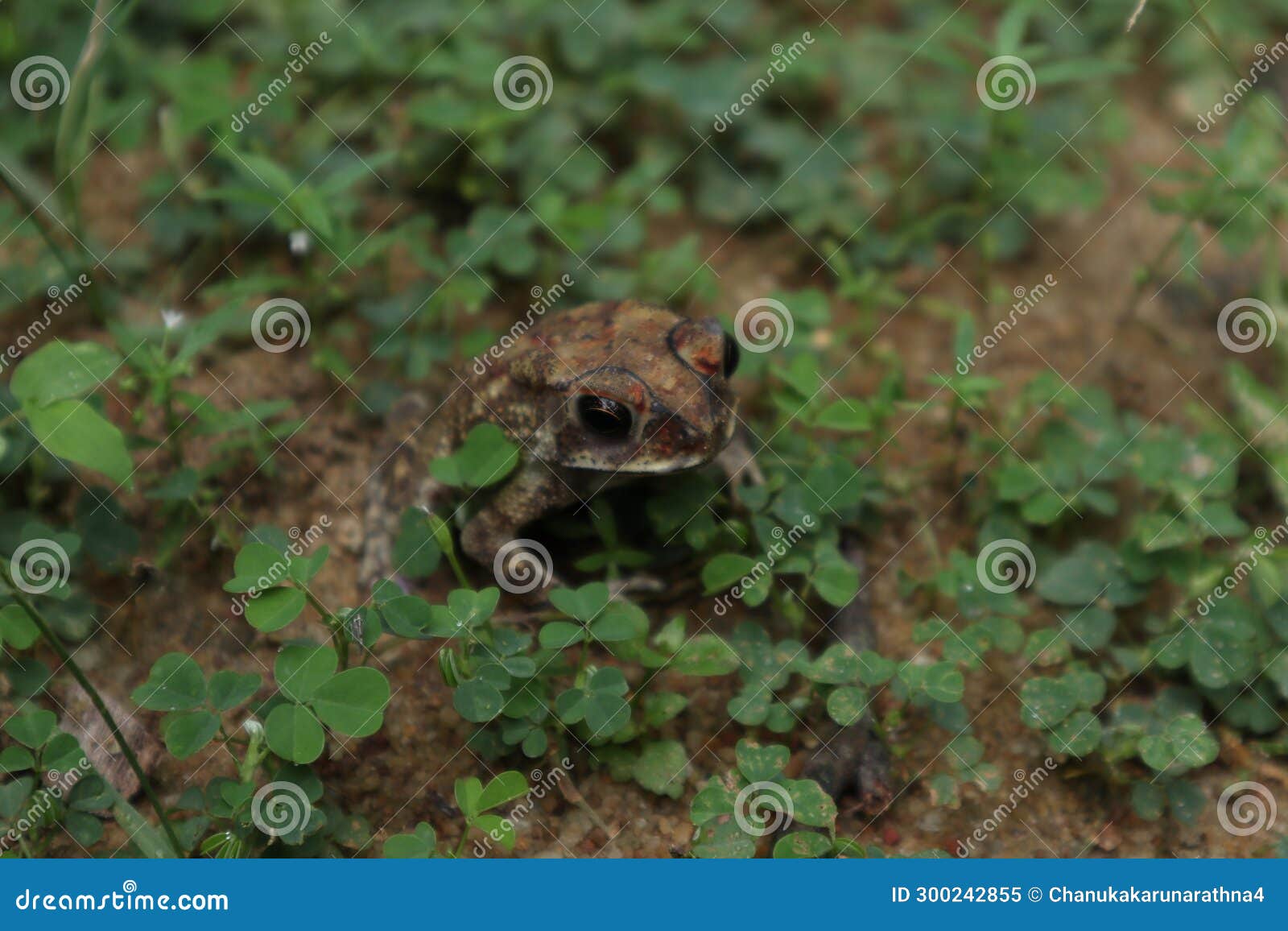 A High Angle View of a Small Sized Asian Common Toad (Duttaphrynus ...