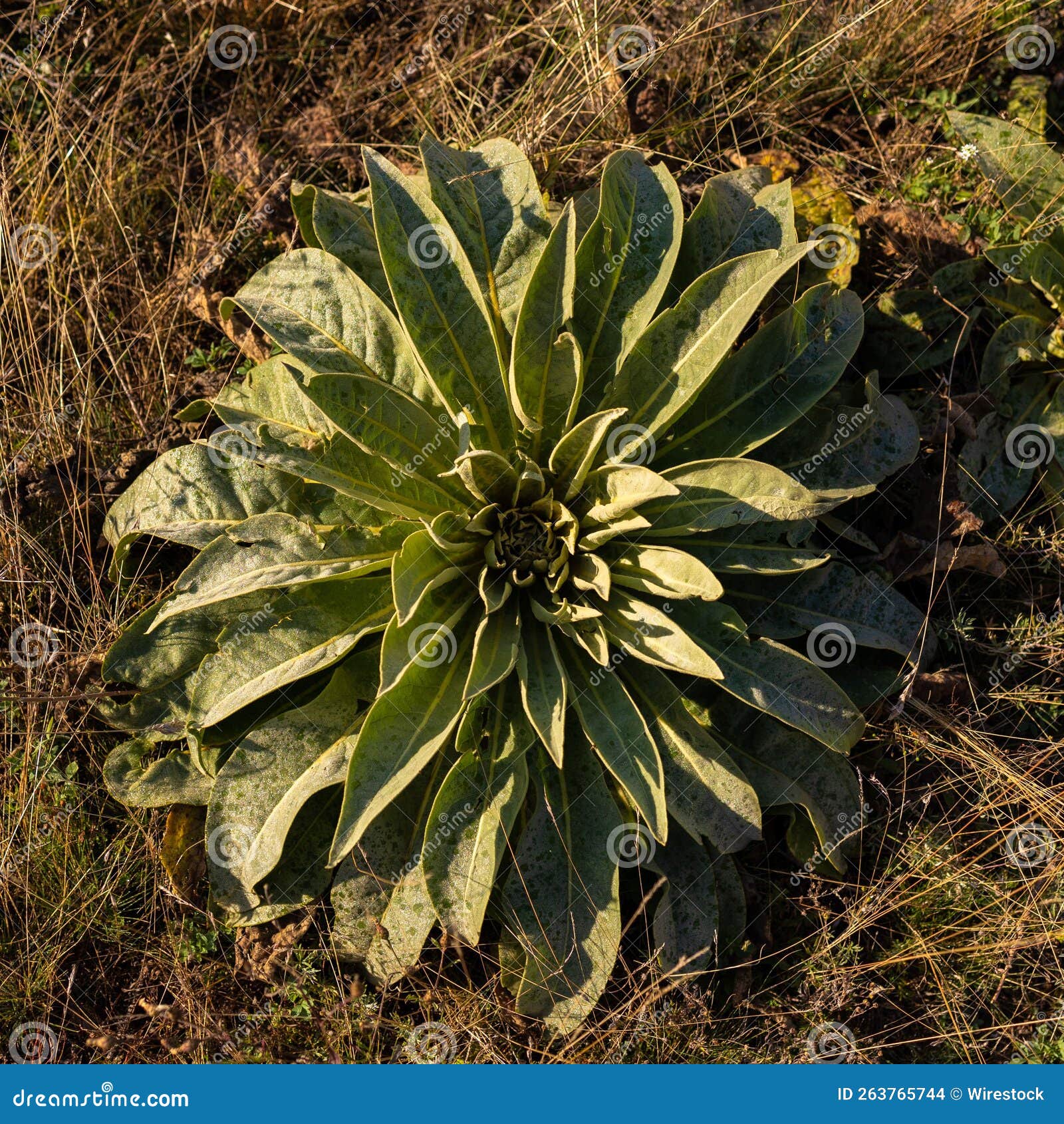 High Angle of Great Mullein Growing in a Field Under the Sunlight Stock ...
