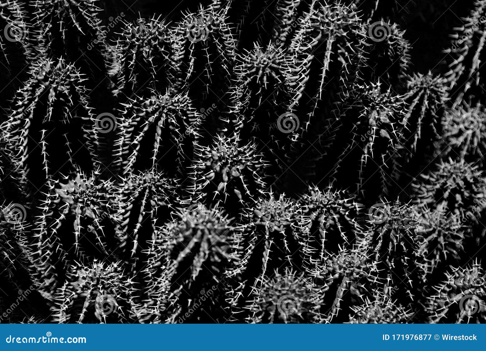 High Angle Grey Scale Shot of Some Exotic Cactus Plants Stock Image ...