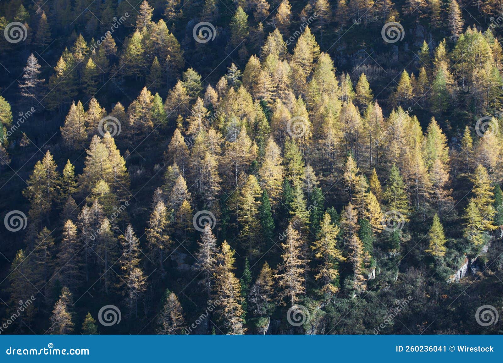 High Angle of a Lush Pine Tree Forest Landscape Stock Image - Image of ...