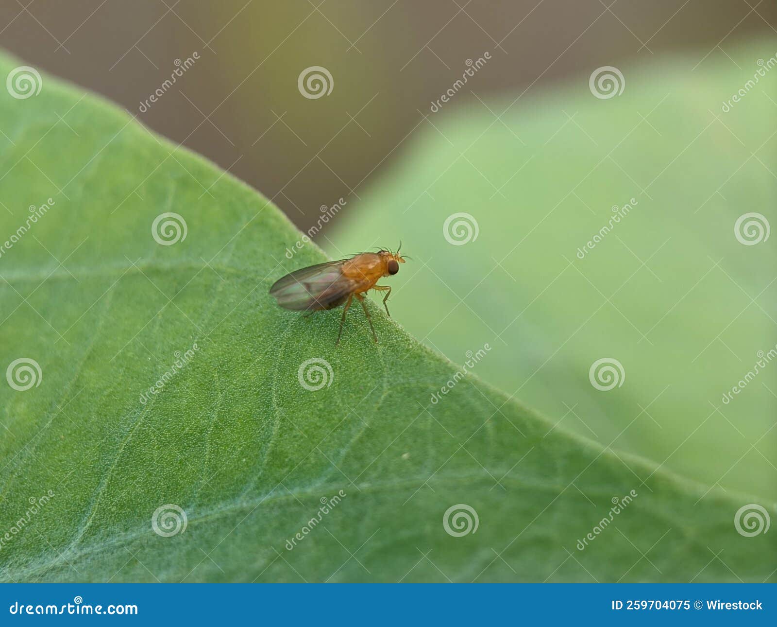 High-angle Macro View of a Common Fruit Fly on a Green Leaf Stock Image ...