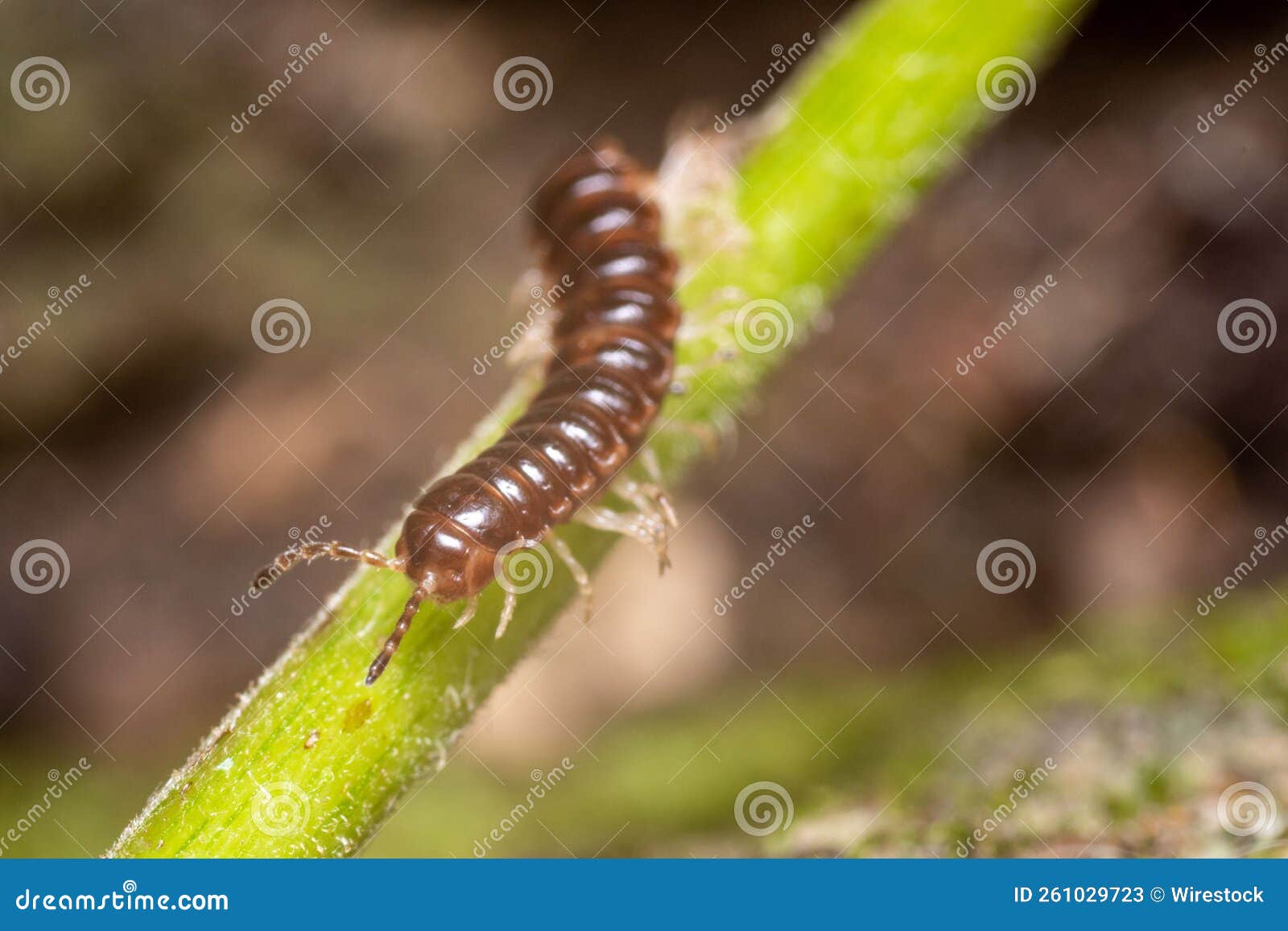 High-angle Macro View of a Greenhouse Millipede on a Blade of Grass ...