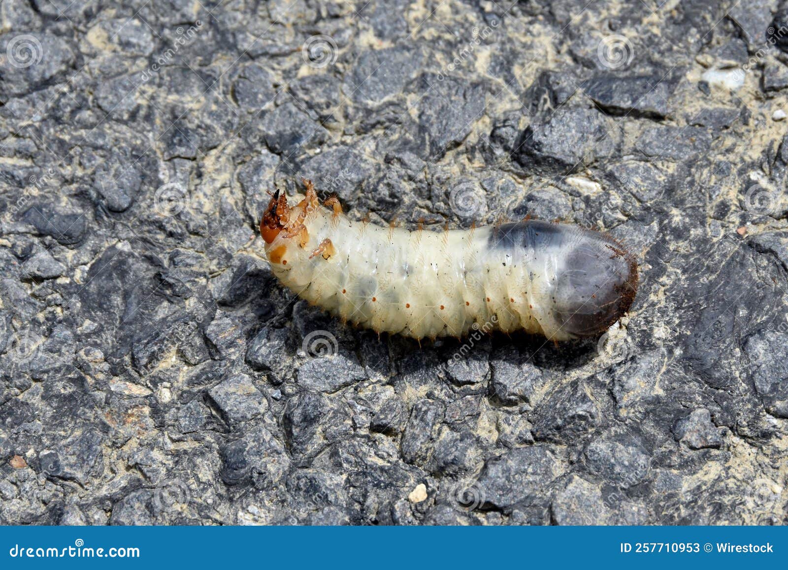 High-angle Macro View of a White Grub Over the Grainy Surface Stock ...
