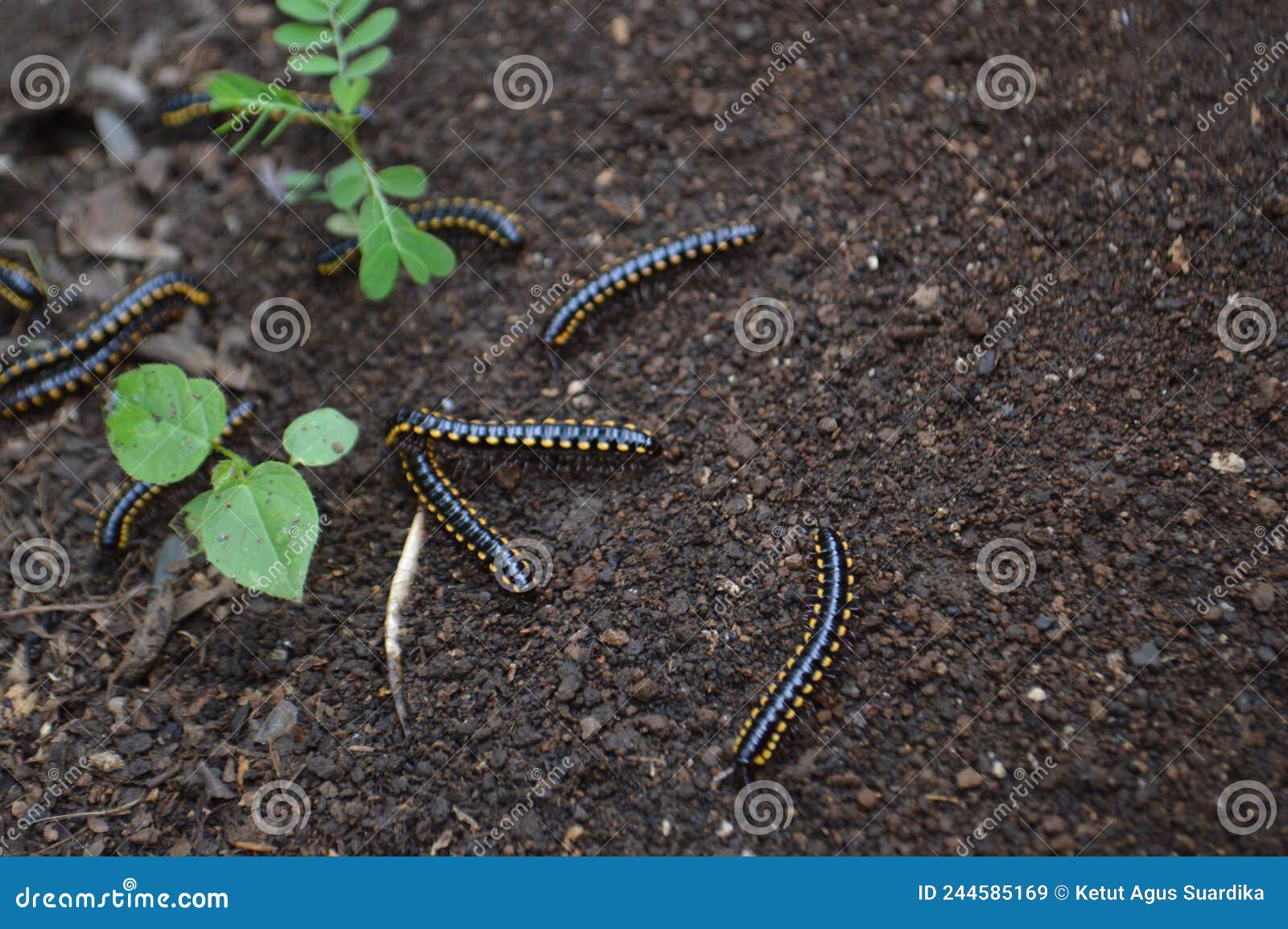 High Angle Many Keluwing or Spirostreptus Caterpillars on Wet Soil ...