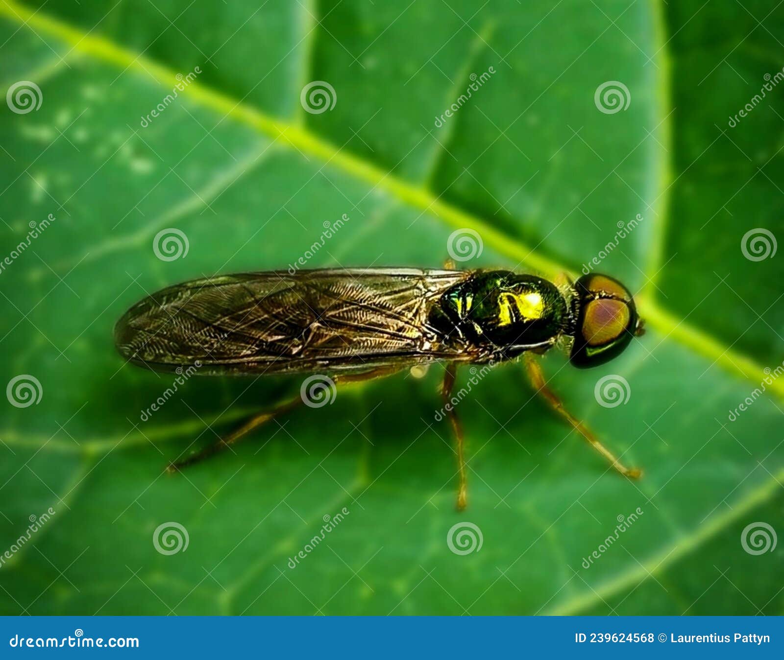HIGH ANGLE OF METALLIC GREEN INSECT ON BLURRED LEAF BACKGROUND Stock ...