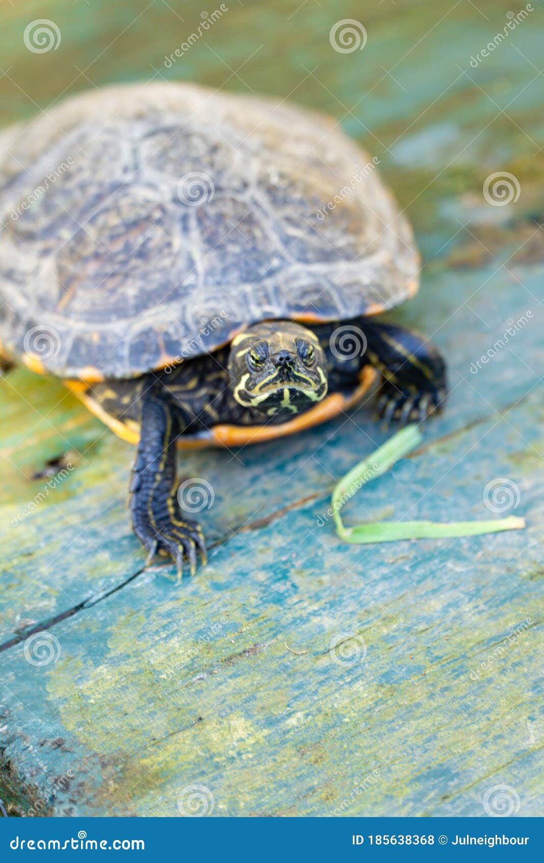 High Angle Portrait of a Cute Aquatic Turtle Looking at Camera Stock ...