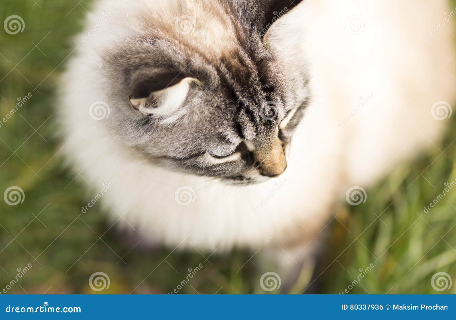 High Angle Portrait of a Siamese Cat Stock Photo - Image of cats ...