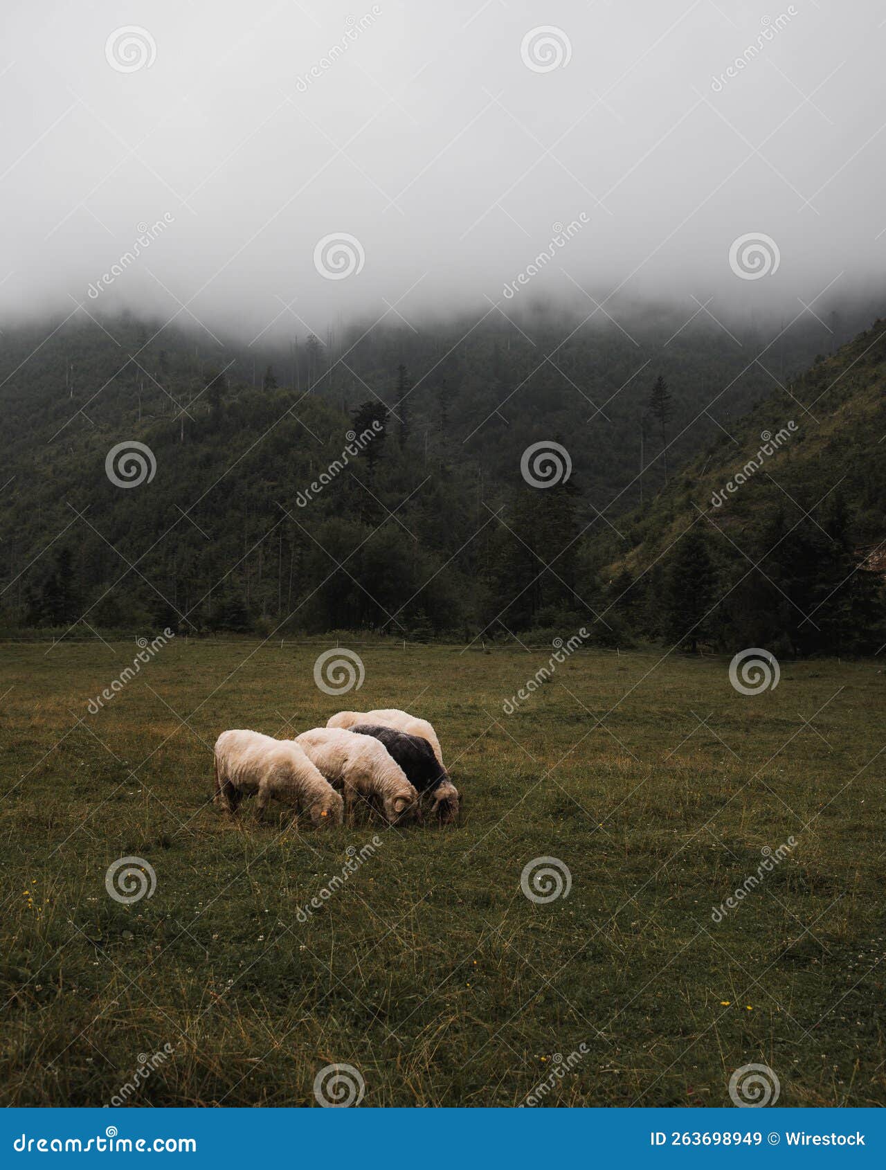 High-angle of Sheep Grazing in the Field with Trees and Mist Background ...