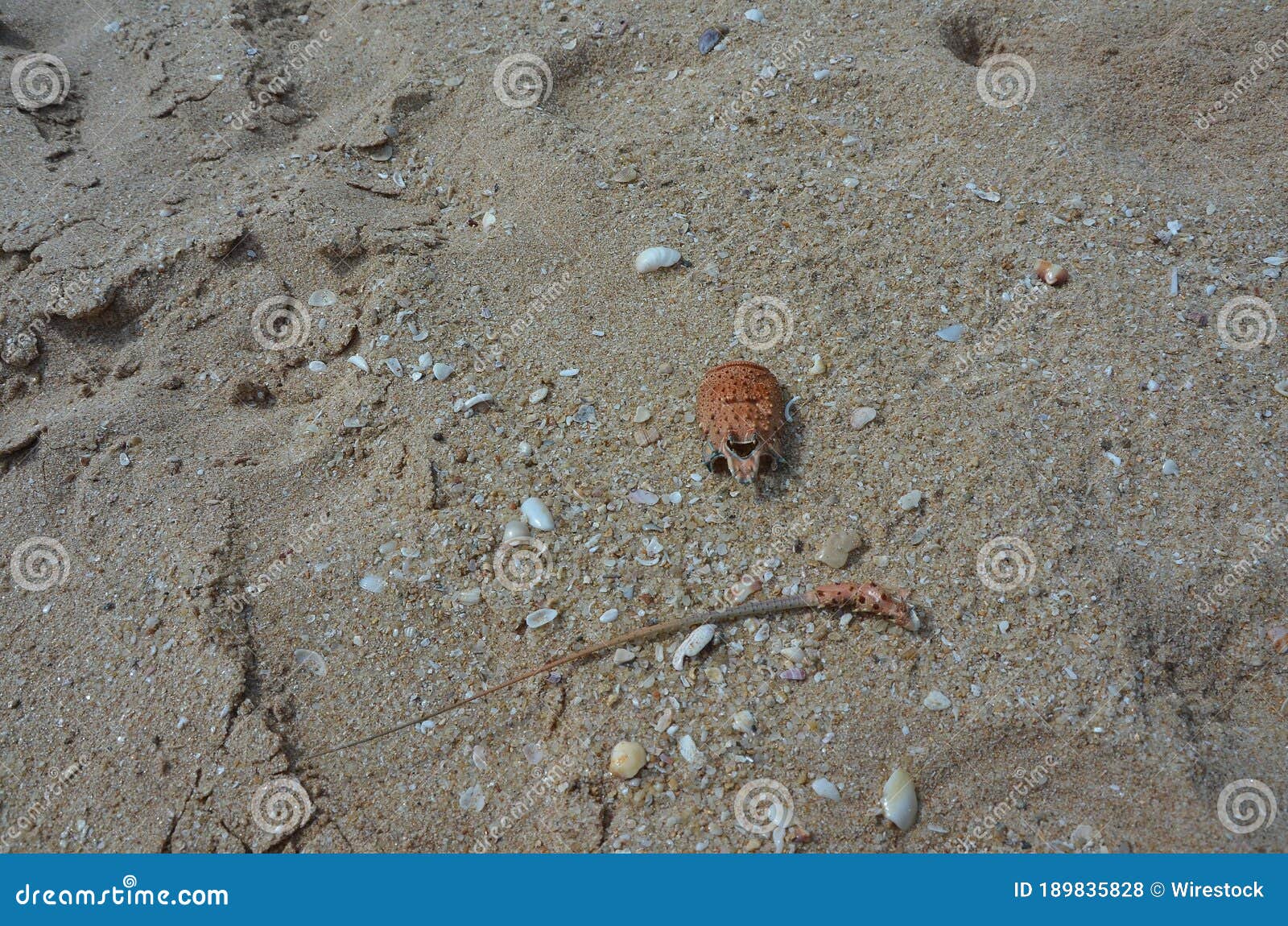 High Angle Shot of an Abandoned Shell on a Sandy Beach Stock Photo ...