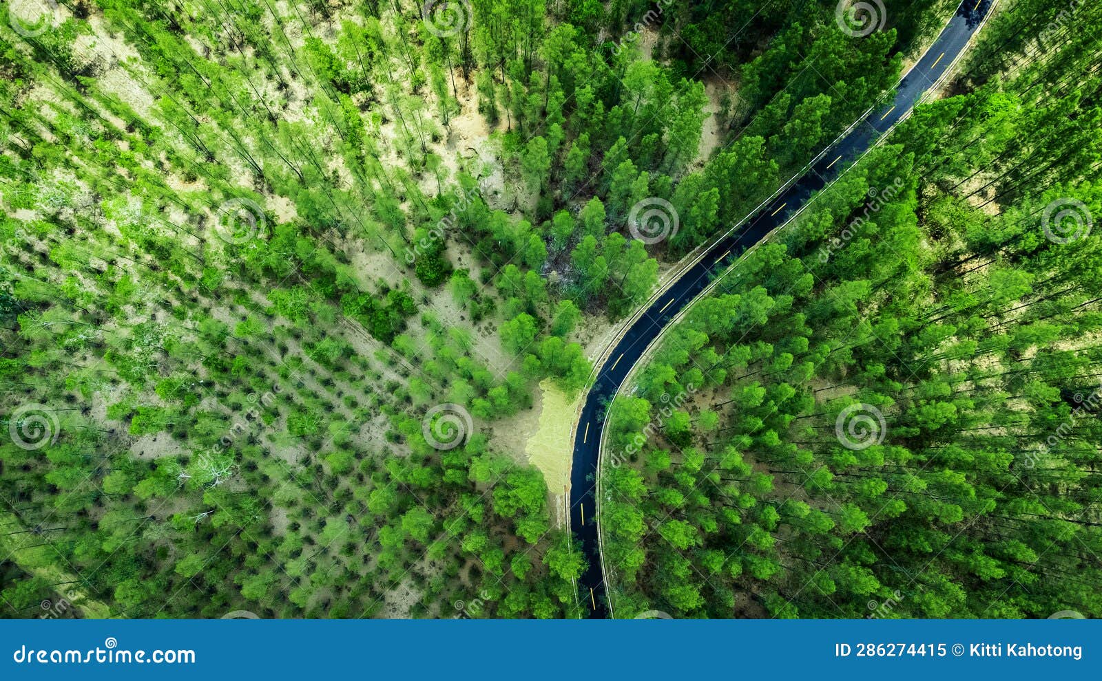 High Angle Shot Aerial View of Pine Forest and Road Stock Image - Image ...
