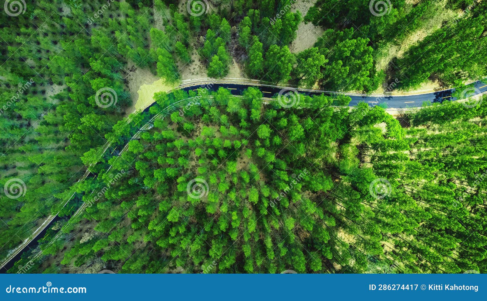 High Angle Shot Aerial View of Pine Forest and Road Stock Image - Image ...