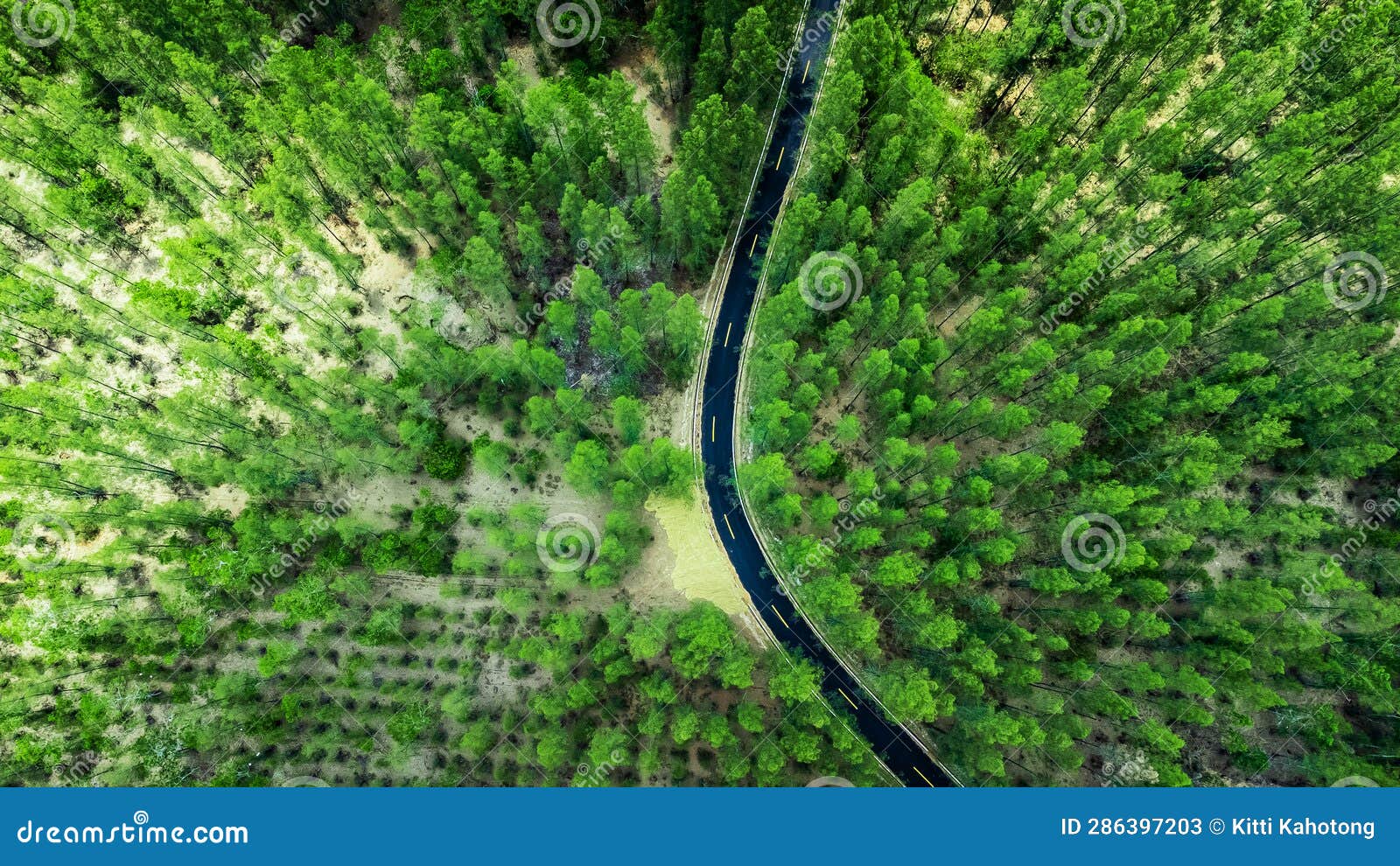 High Angle Shot Aerial View of Pine Forest and Road Stock Image - Image ...