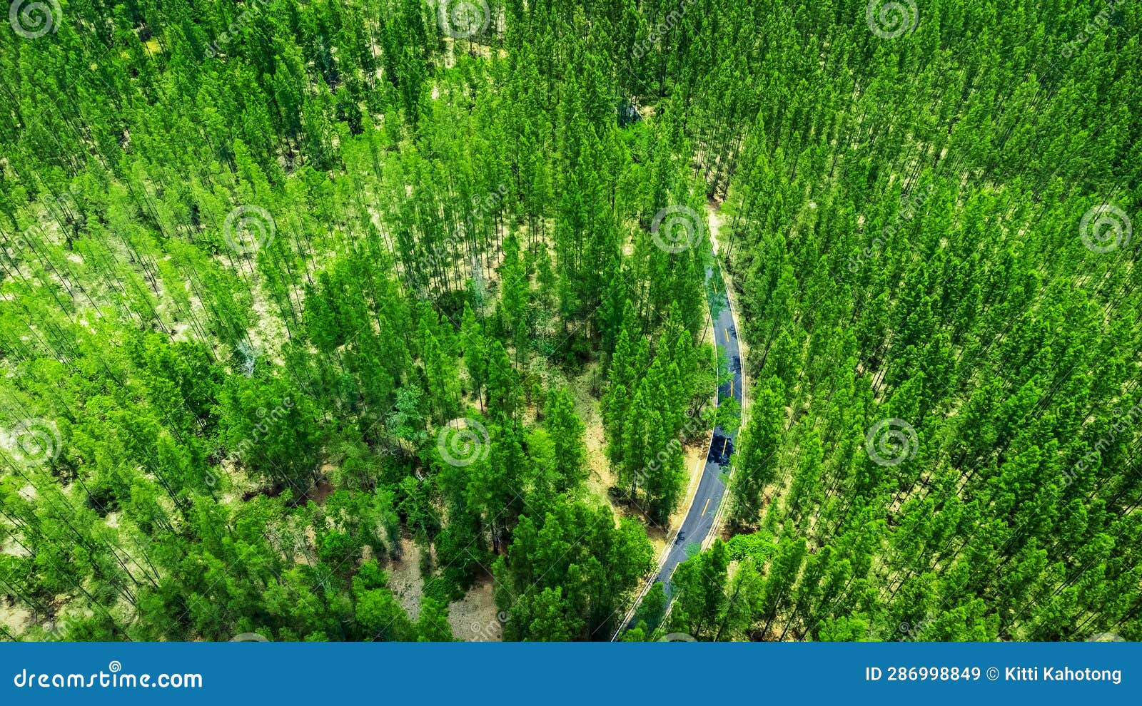 High Angle Shot Aerial View of Pine Forest and Road Stock Image - Image ...