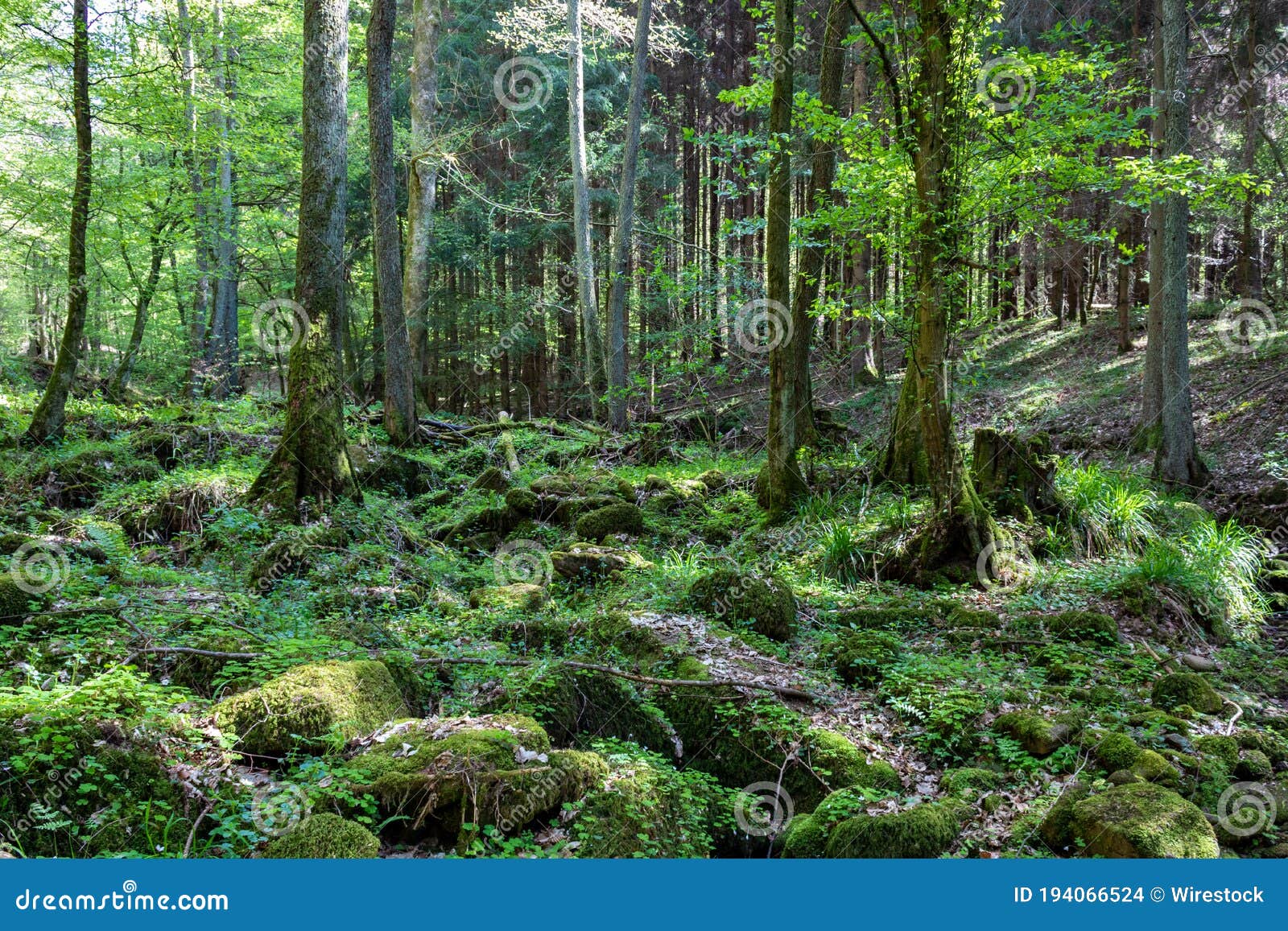 High Angle Shot of a Beautiful Forest Stock Photo - Image of fall ...