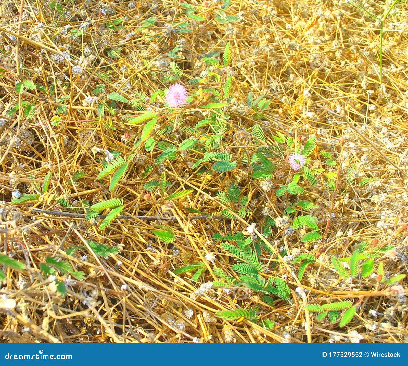 High Angle Shot of a Beautiful Touch-me-not Plant in the Field Stock ...