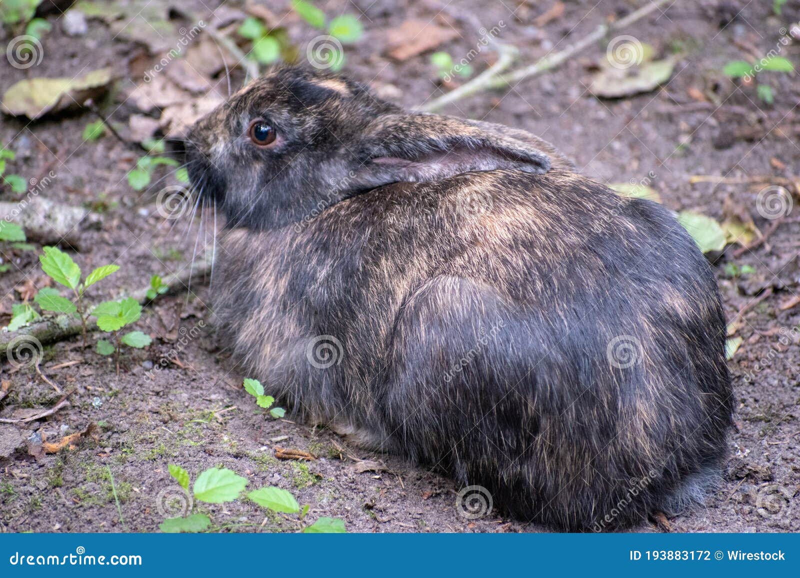 High Angle Shot of a Black Brown Camouflaged Rabbit Stock Photo - Image ...