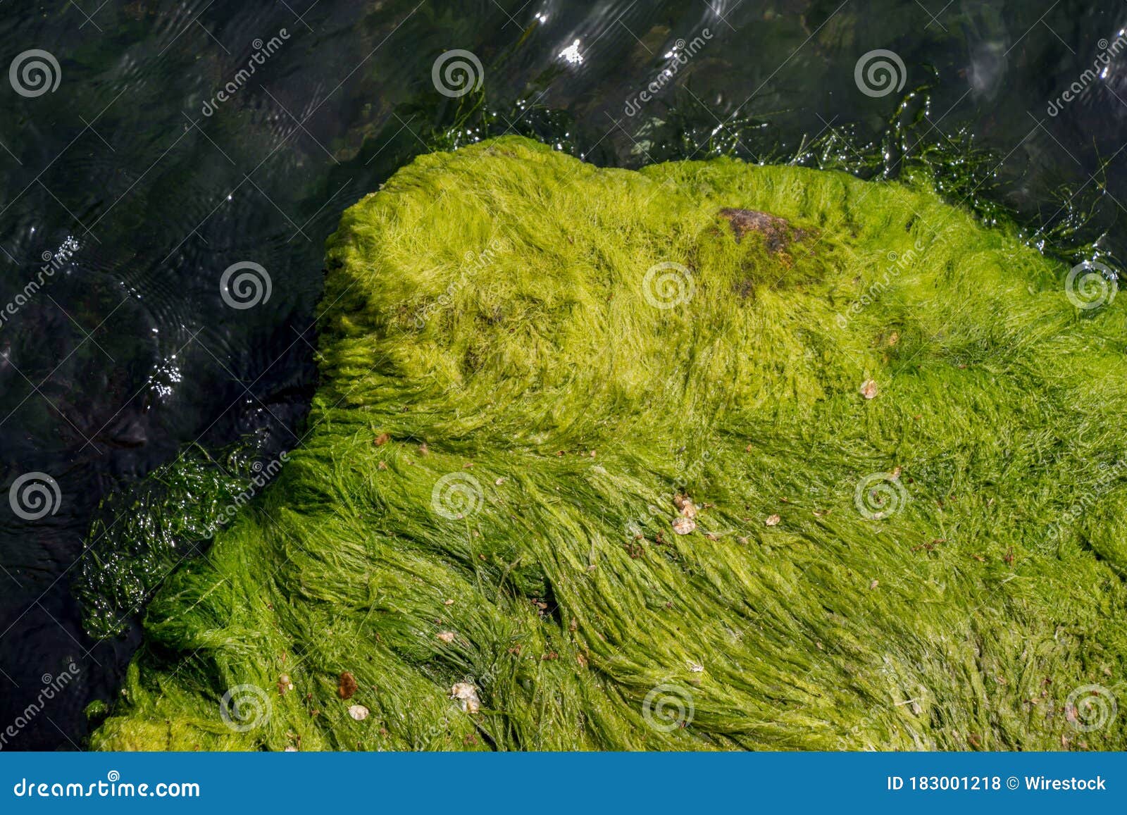 High Angle Shot of a Bright Green Moss Formation in the Water Stock ...