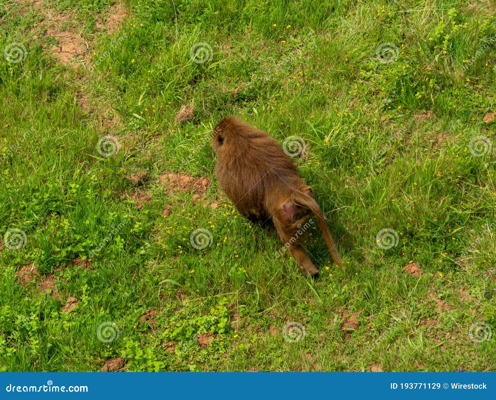 High Angle Shot of a Brown Baboon Running through a Green Field Stock ...