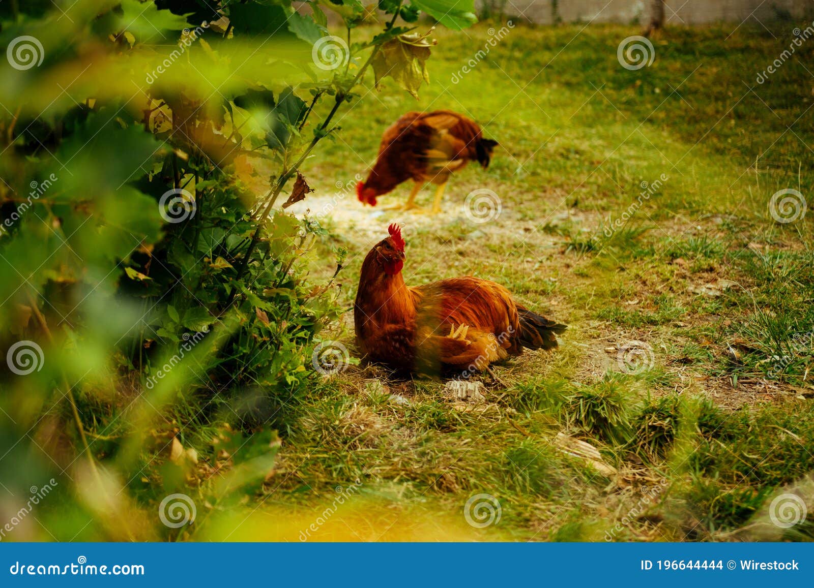 High Angle Shot of Brown Chickens in the Farmland Stock Photo - Image ...