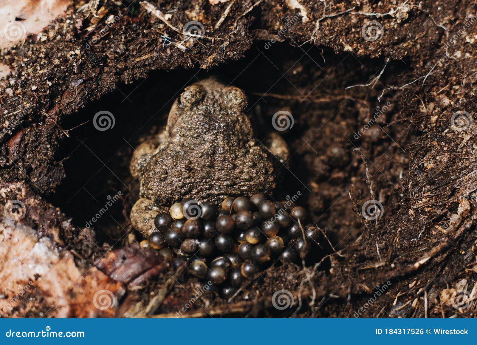 High Angle Shot of a Brown Frog Laying Eggs in a Hole in the Muddy ...